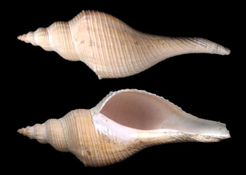 蛾螺总科 Buccinacea 蓝色动物学（中国动物学科普）